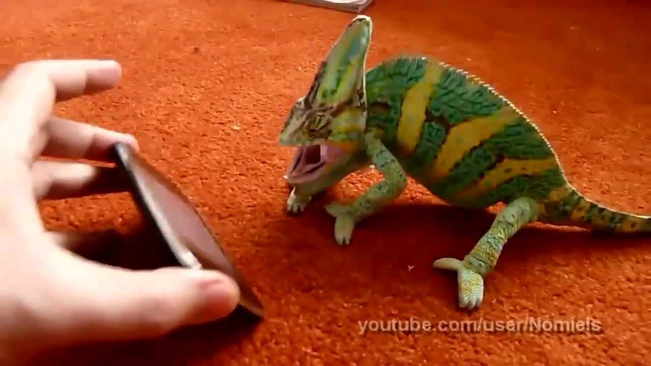 The Chameleon who was scared of the Iphone - YouTube