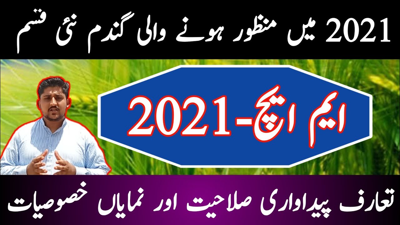 Wheat variety MH-2021 | Introduction of wheat variety MH-2021 | Best ...