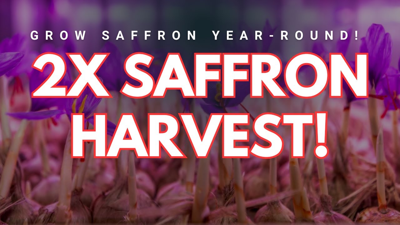 India's First Two-Cycle Indoor Saffron Farming with Red Gold Bharat ...