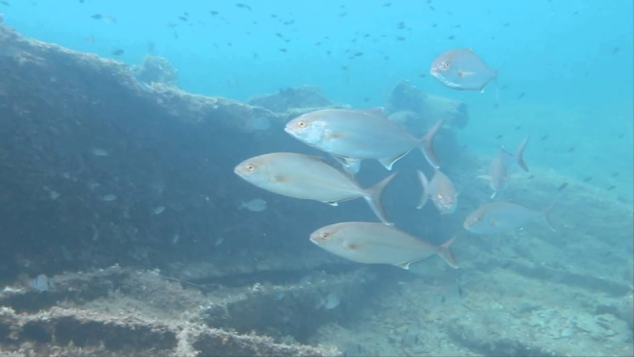 ricciole in branco a caccia nel relitto - YouTube