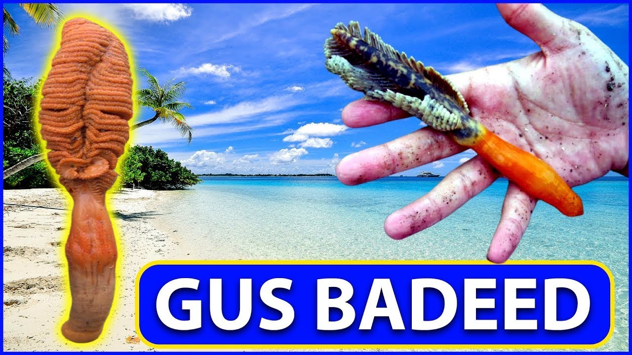 GUS BADEED MAXAAD KA TAQAANAA | NOOLAHA UGU QAALISAN BADDA. XOG BADAN ...