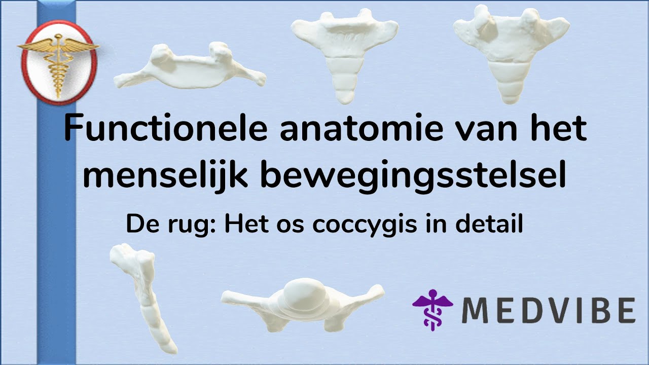 De Rug les 9: Os Coccygis (staartbeen) - YouTube