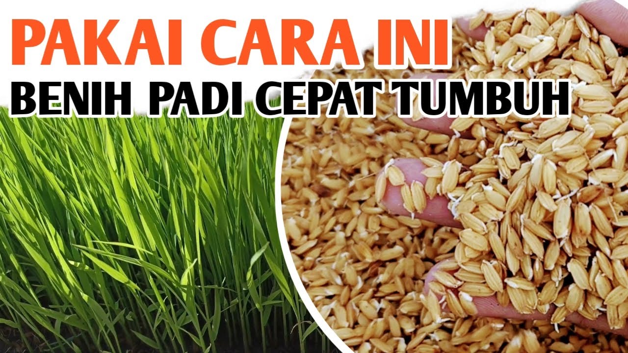 Cara Membuat Benih Padi Cepat Tumbuh - YouTube