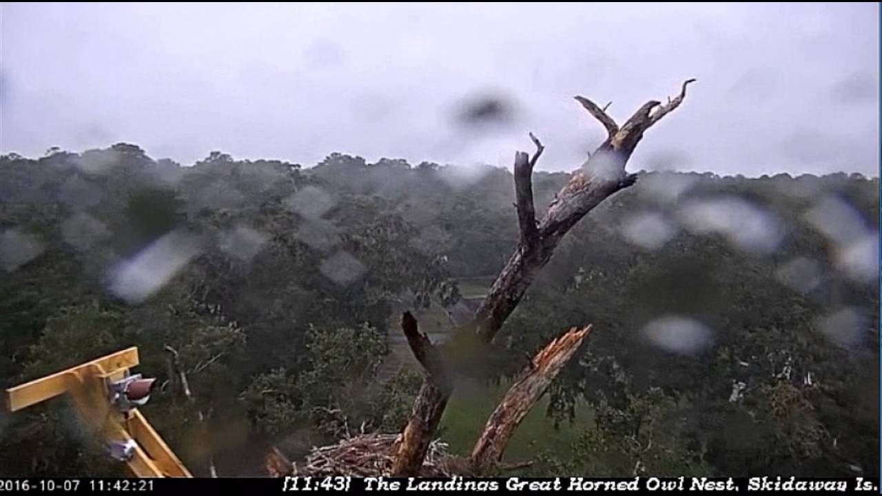 Lightning warning siren at the golf club - Landings Great Horned Owl ...