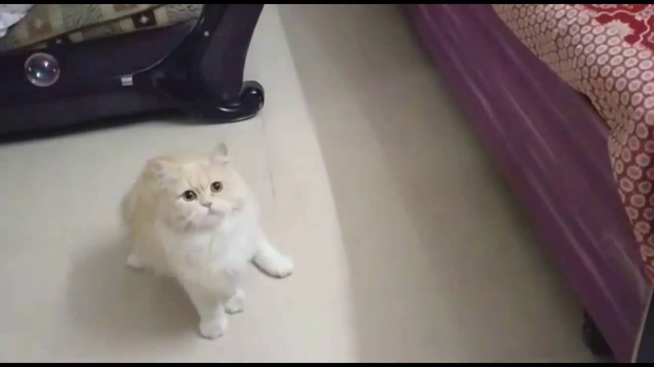 Cute Cat Playing with Bubbles - YouTube