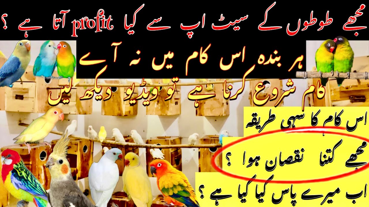 How to Start Birds Business 🦜 || My 7 Years Experience 🦜🐣🐓🦮 - YouTube