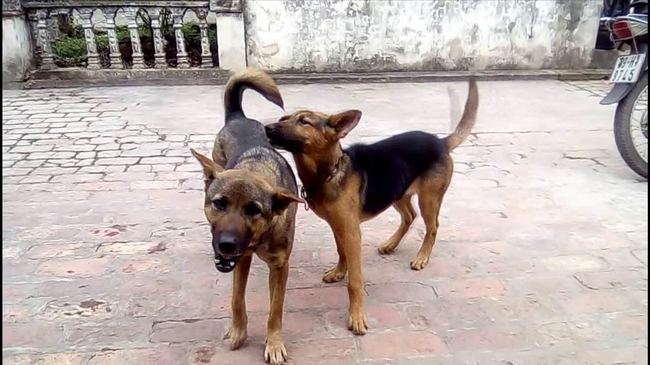 con chó - YouTube