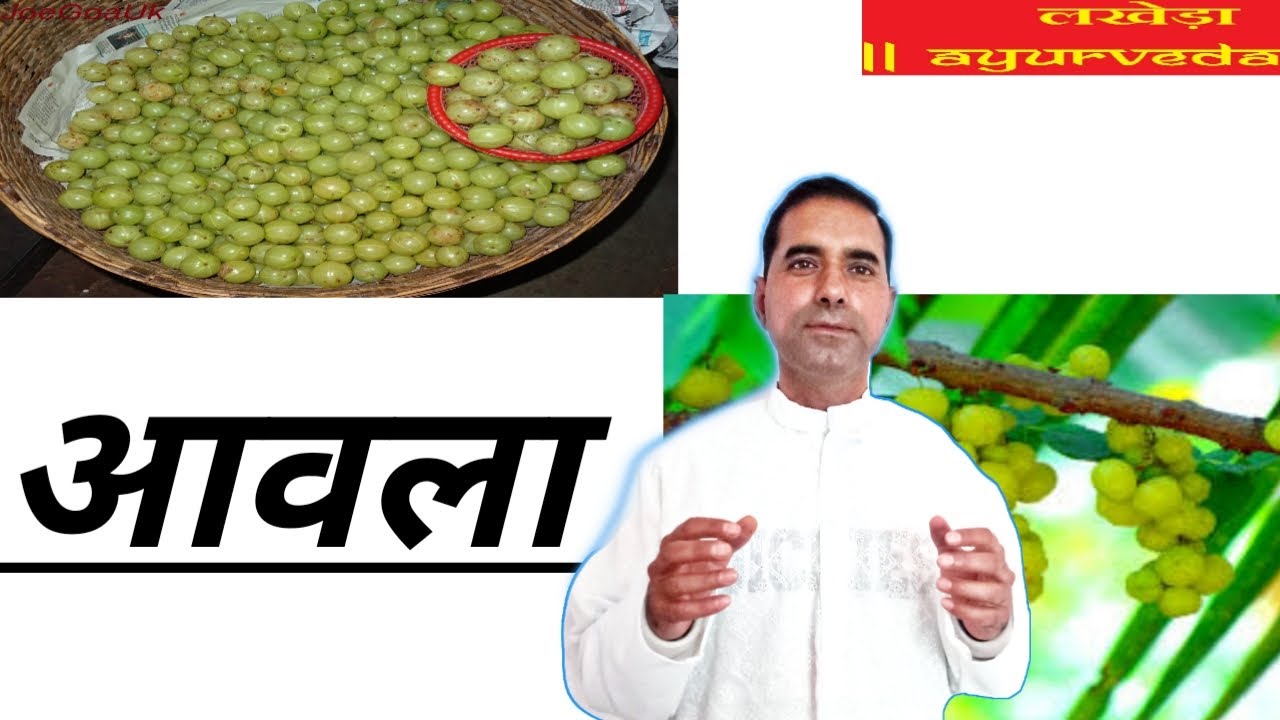 आंवला || Avala Ayurveda multi purpose herb to cure all type of disease ...