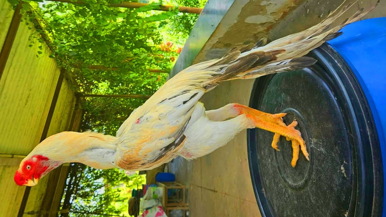 Rooster Collections - 041 - YouTube