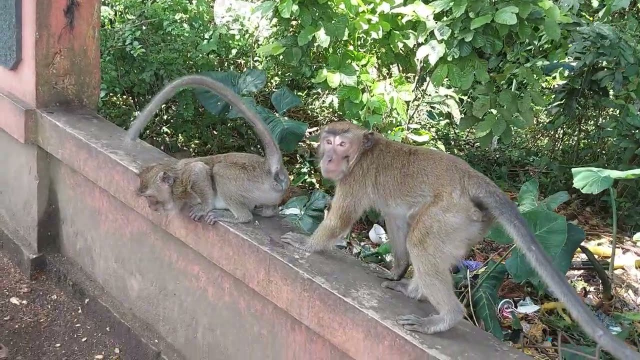 WOW!! BANYAK BANGET MONYET MAKAN BERDUA , FILM MONYET MAKAN PISANG ...