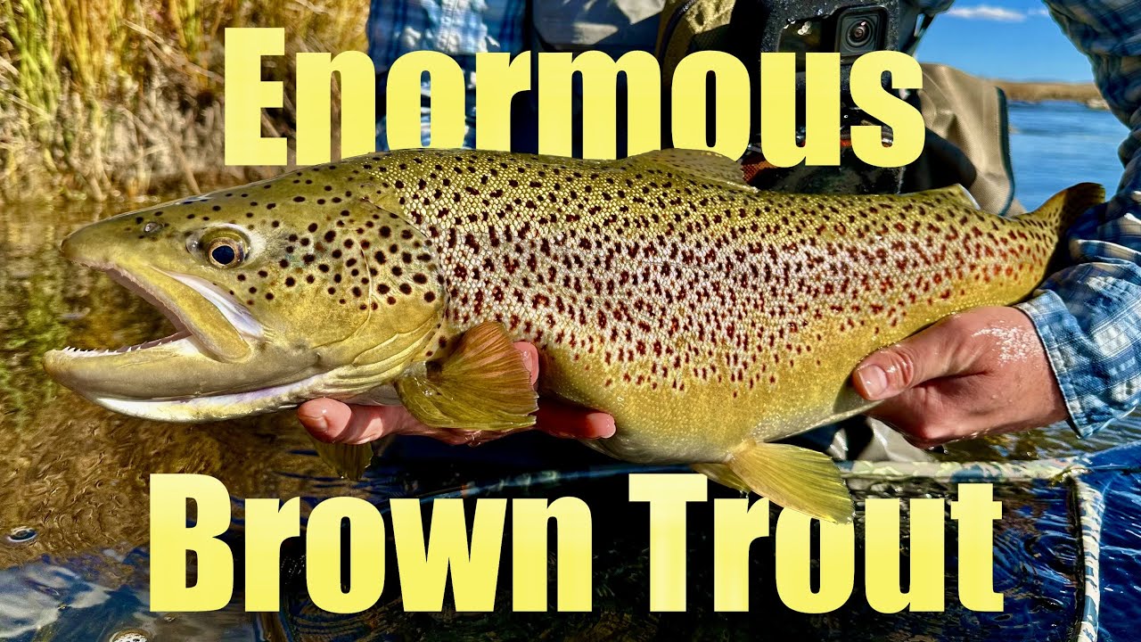 ENORMOUS BROWN TROUT on the Fly (Part 1) - YouTube