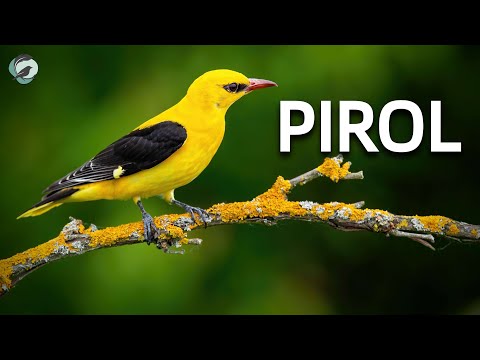 PIROL💮Zwitscherportrait 💮 kleinfein – Vogelstimmen, Vogelportrait, Steckbrief