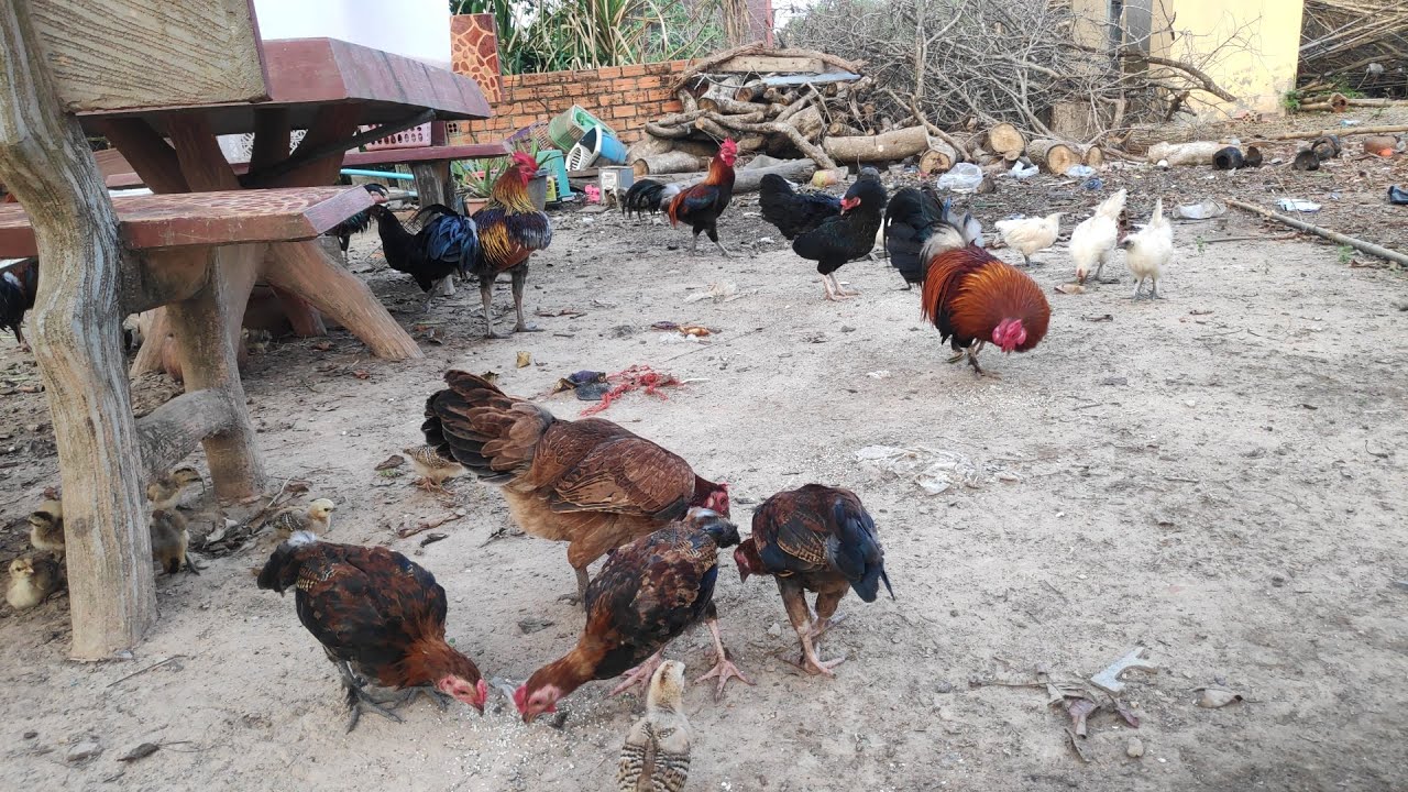 Raising family farm chickens - YouTube