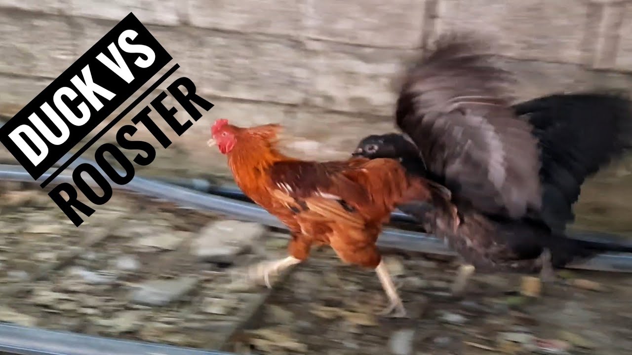 DUCK vs ROOSTER - YouTube
