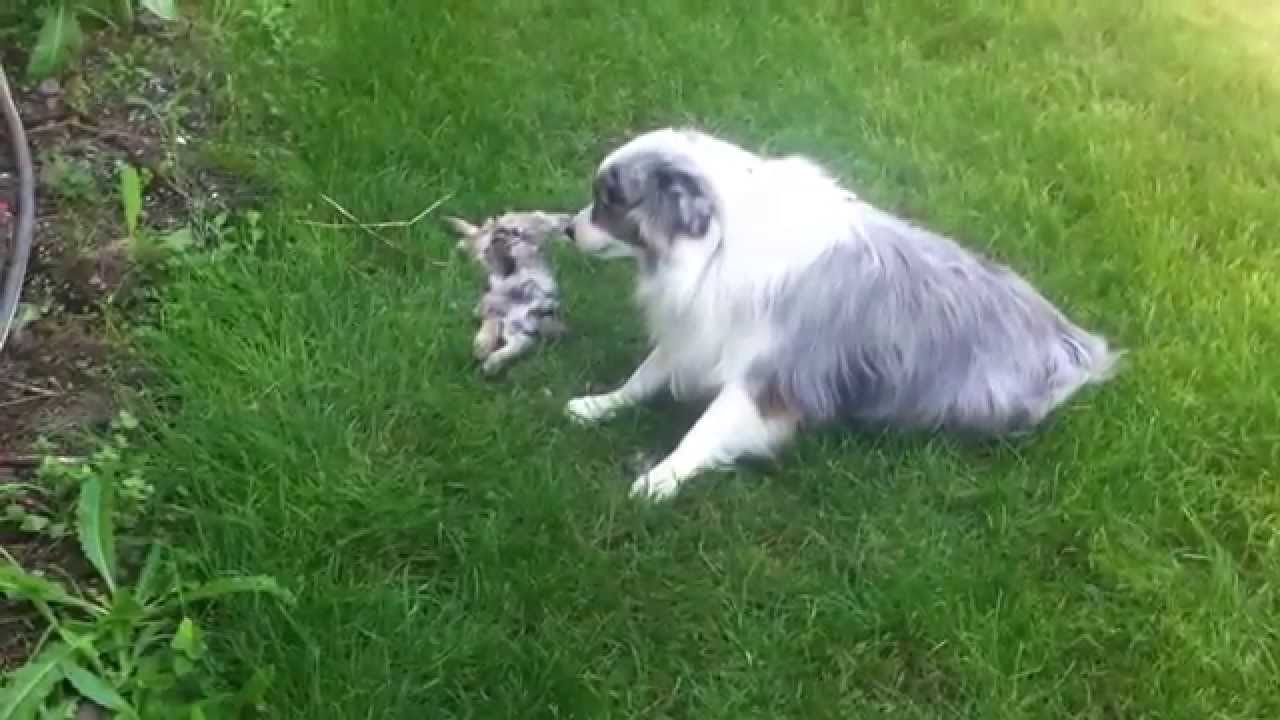 Dog gone mad - YouTube