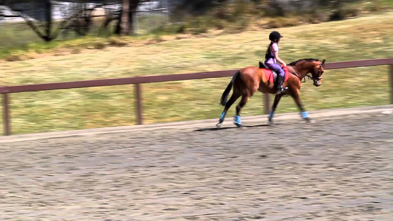 Braefoot Park Secret Show- Show Ponies - YouTube