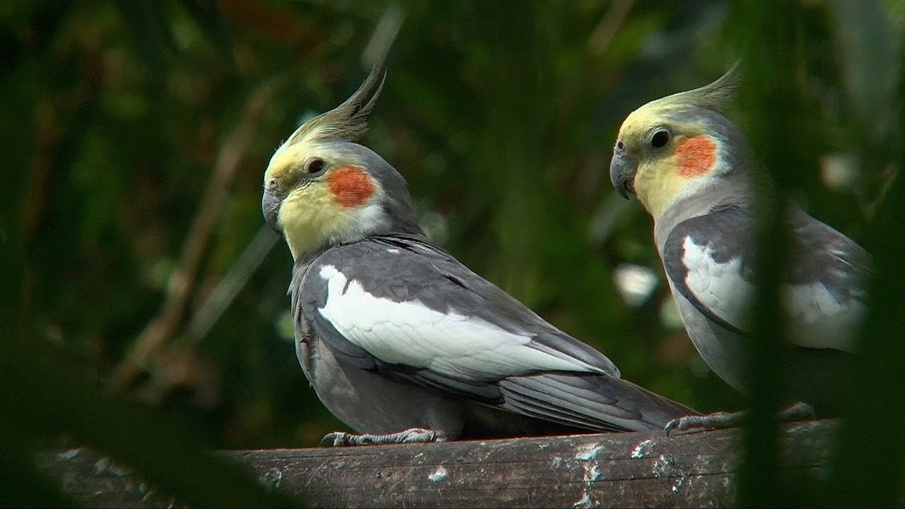 Australian Birds, Parrots in the Outback - YouTube