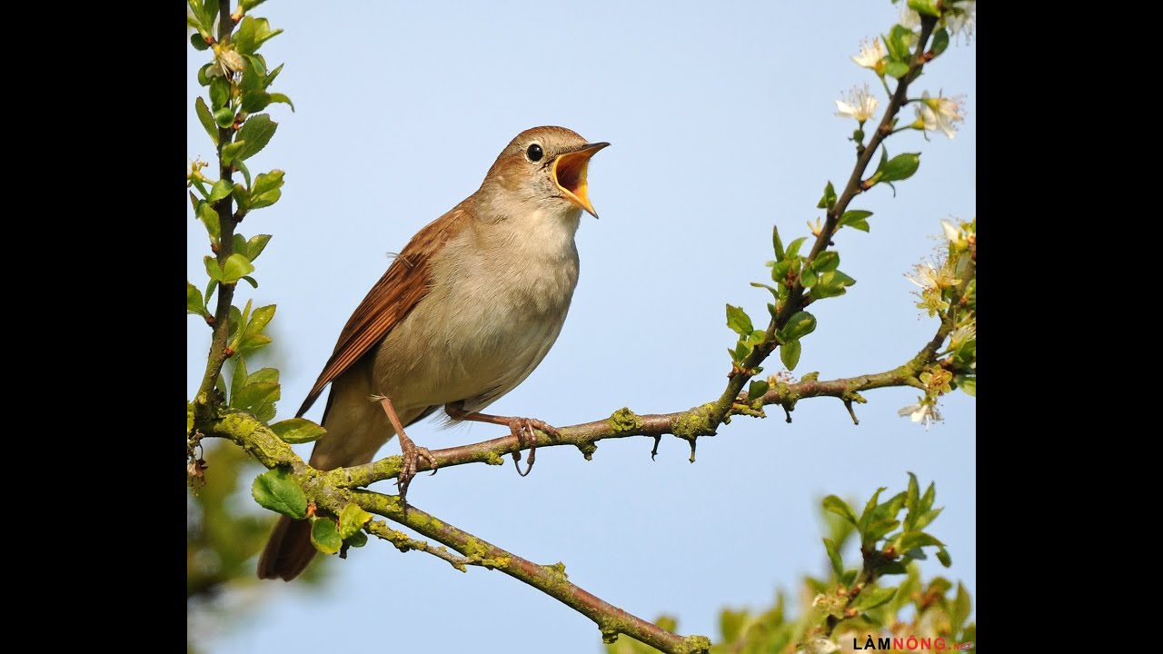 Birds singing - Nature sounds of bird singing - YouTube