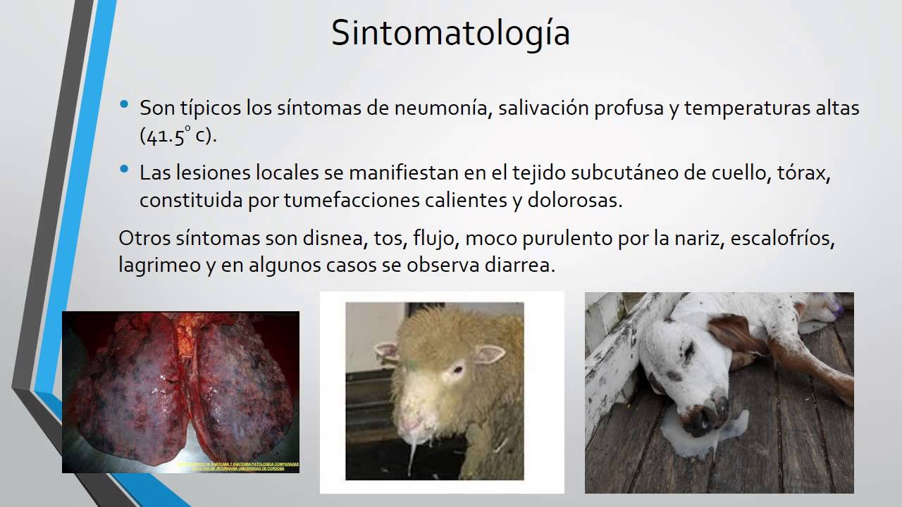 Septicemia en Ovinos - YouTube
