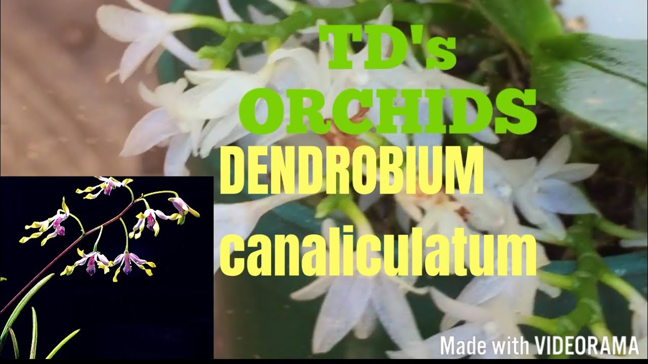 NEW ORCHID BLOOM : Dendrobium canaliculatum #orchids #fragrantorchids # ...