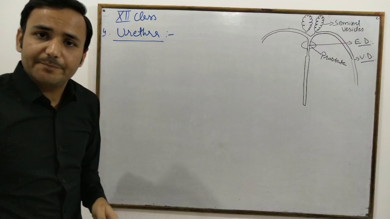 MALE REPRODUCTIVE SYSTEM #EJACULATORY DUCT & URETHRA # 12TH BIOLOGY ...