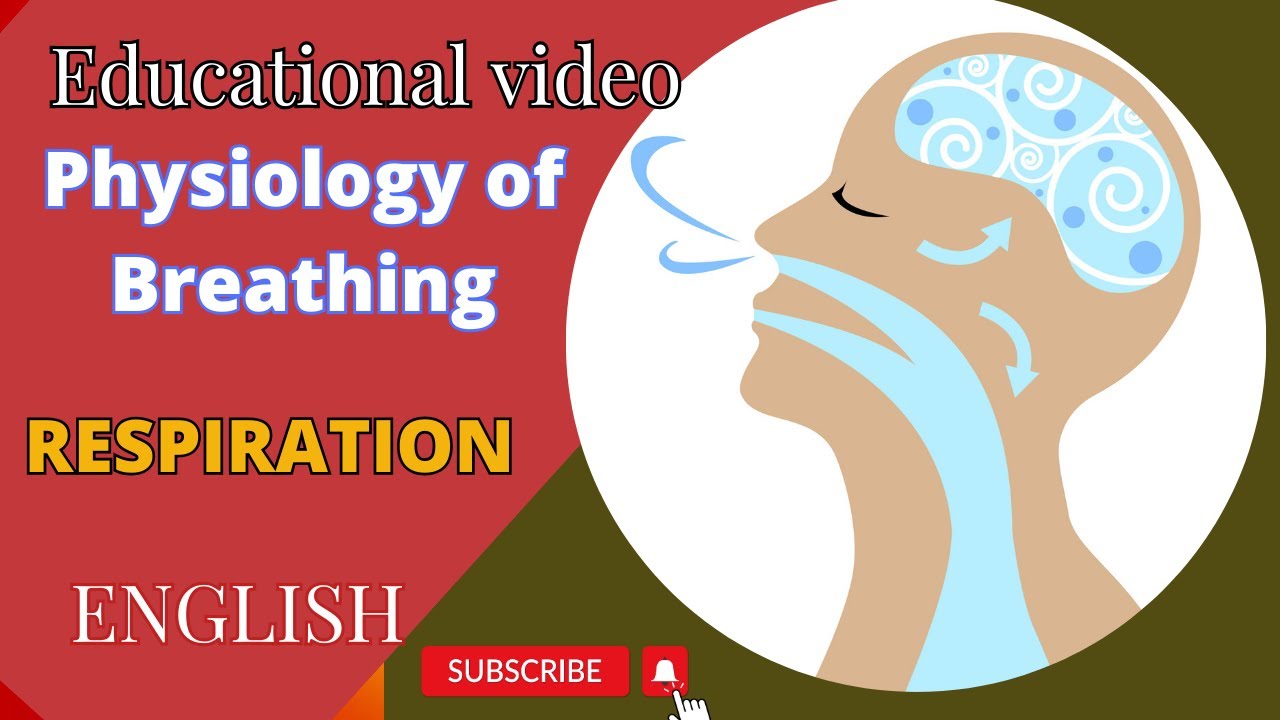 Process of respiration | breathing | inspiration Expiration in ENGLISH ...