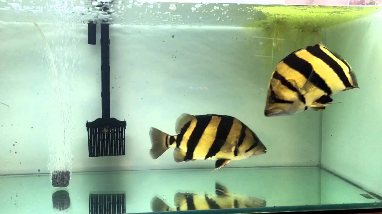 Datnoid Tiger Fish 25cm - YouTube