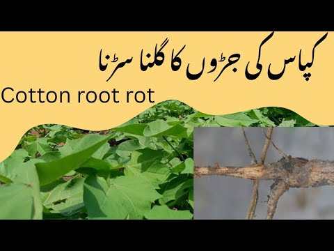 How to control cotton root rot disease|AgriAlert|Agriculture|Farmer ...