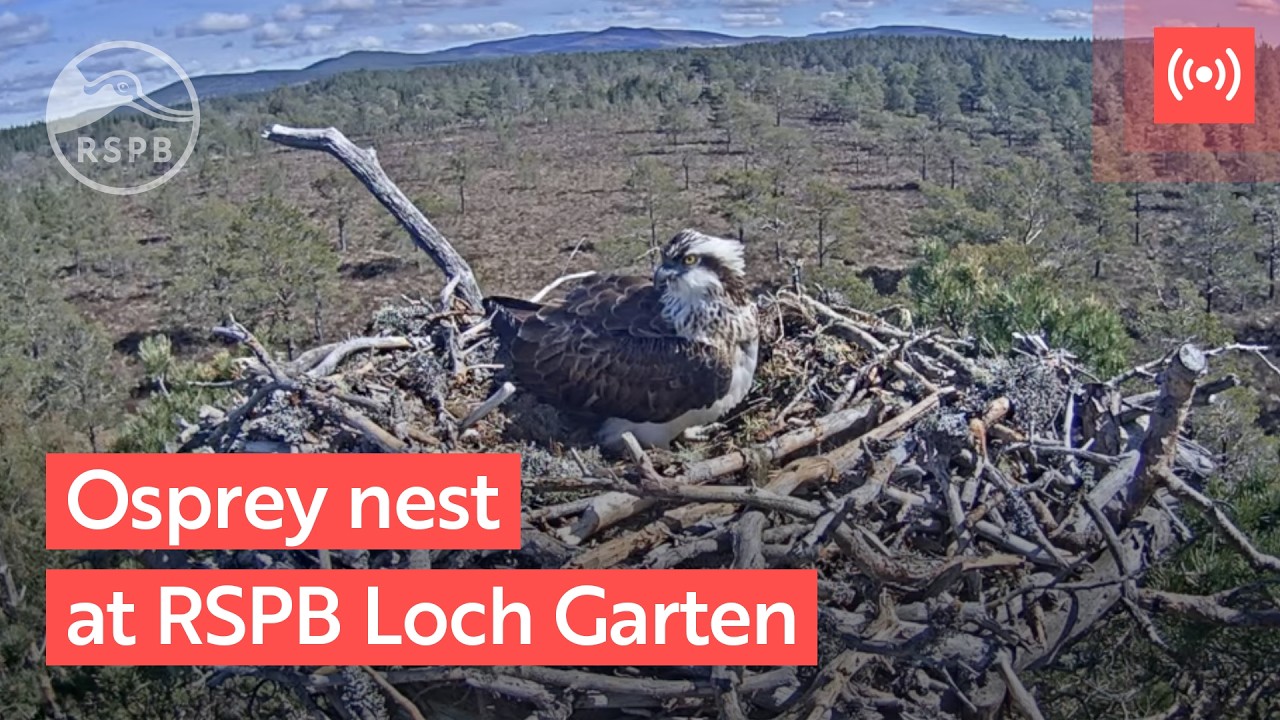 Osprey nest camera | RSPB live nature cameras - YouTube