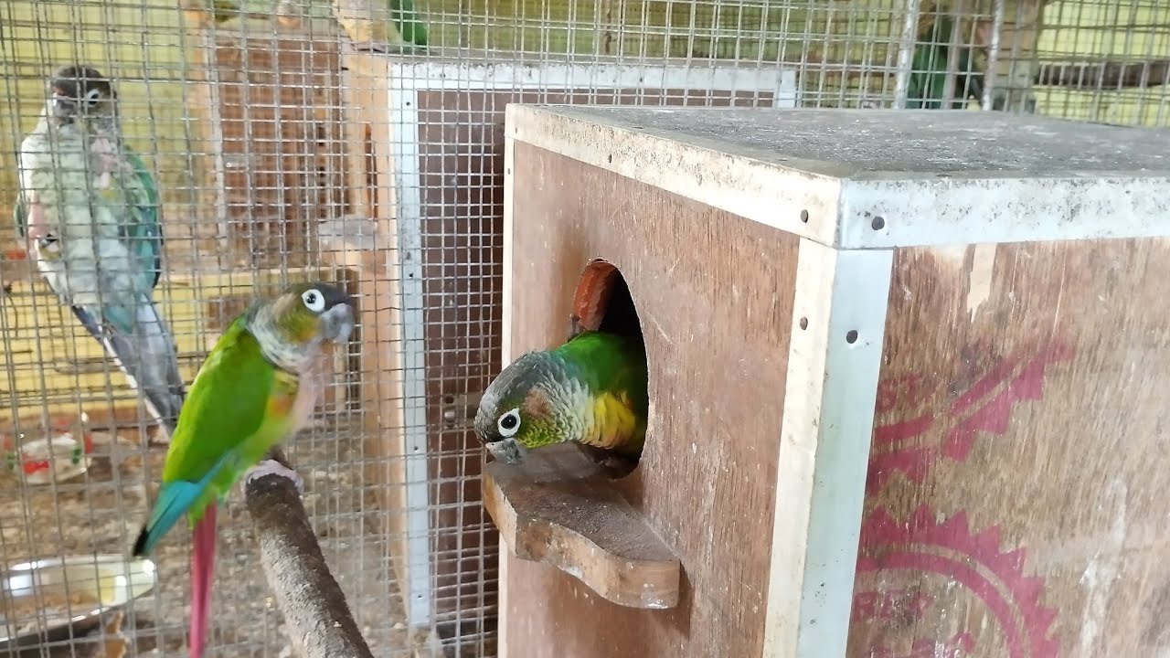 Yellow Sided Conure Breeding Pair - YouTube