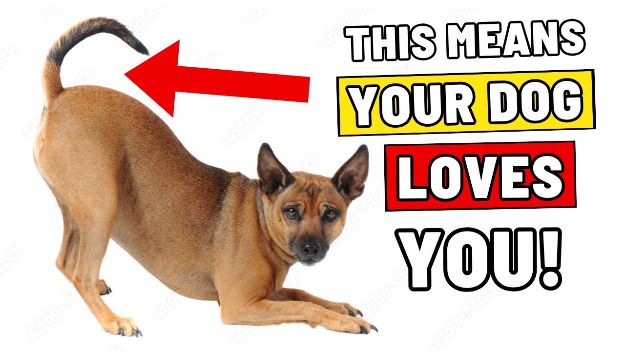 9 SECRET Dog Tail Signs (I Bet You Don’t Know them All!) - YouTube