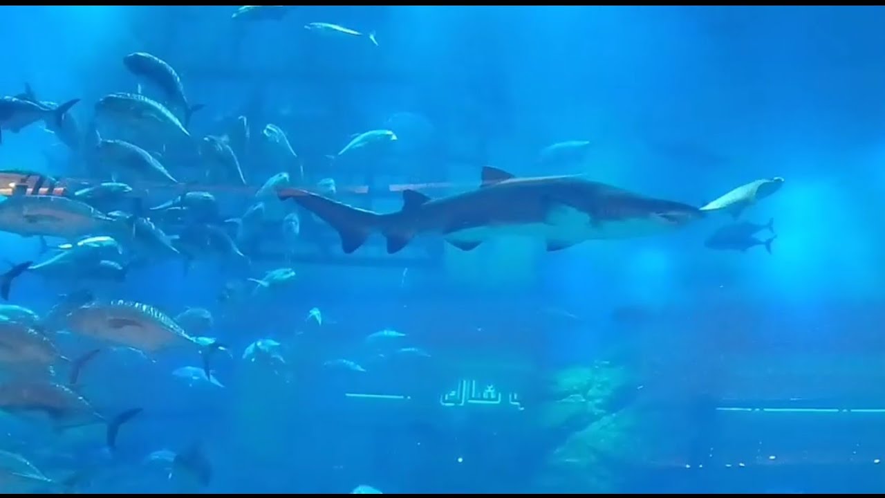 Shark fish Arab mall pound umer bhai - YouTube