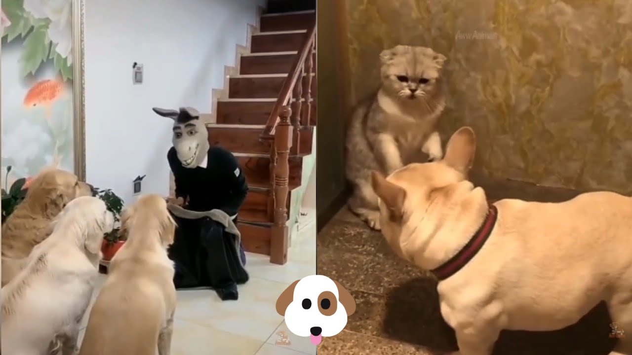 Baby dogs - cute and very funny dogs video compilation #1 | ZoZo Pets ...