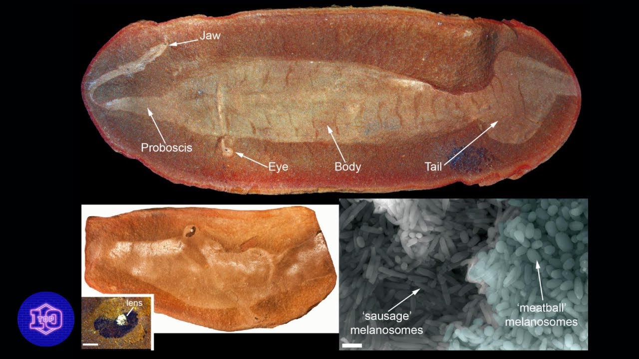 Top 10 Mysterious Fossils: Decoding Earth's Secrets - YouTube