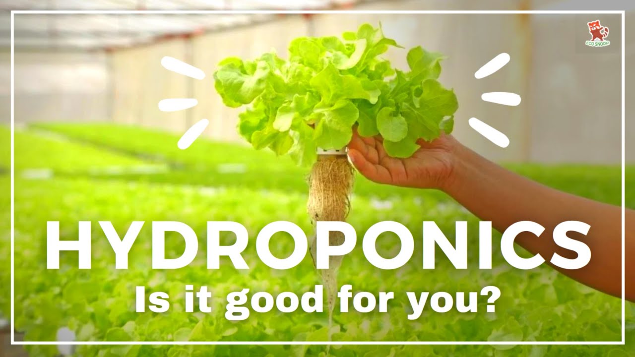 Facts to know before starting commercial hydroponics & hydroponic ...