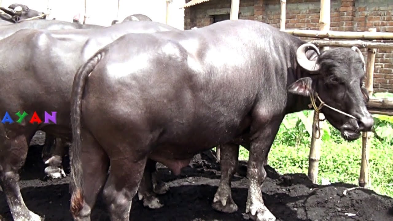 Amazing Buffalo Market in Bangladesh - Eid-ul Adha 2019 - YouTube