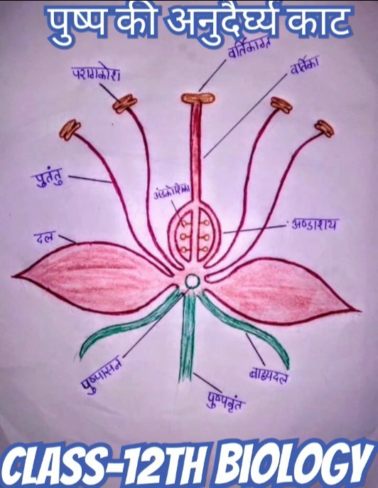 Pushp ki anudhairya kat ka diagram|| pushp ki sanrachna#class12th # ...