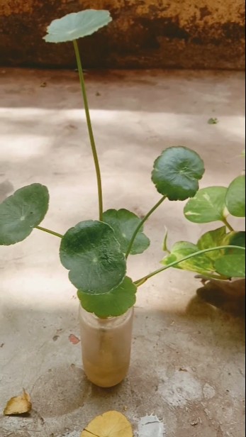 coin plants propagation in water #plants #garden #shortvideo #ytshorts ...
