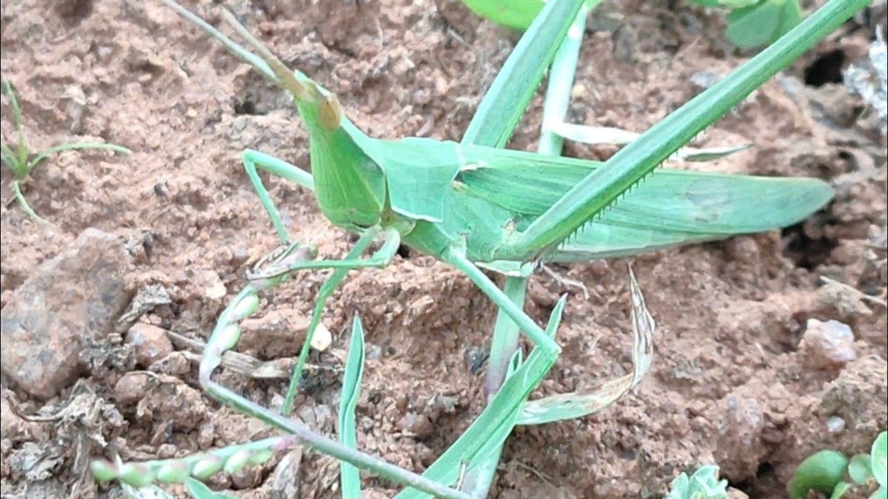 Long headed locust. - YouTube