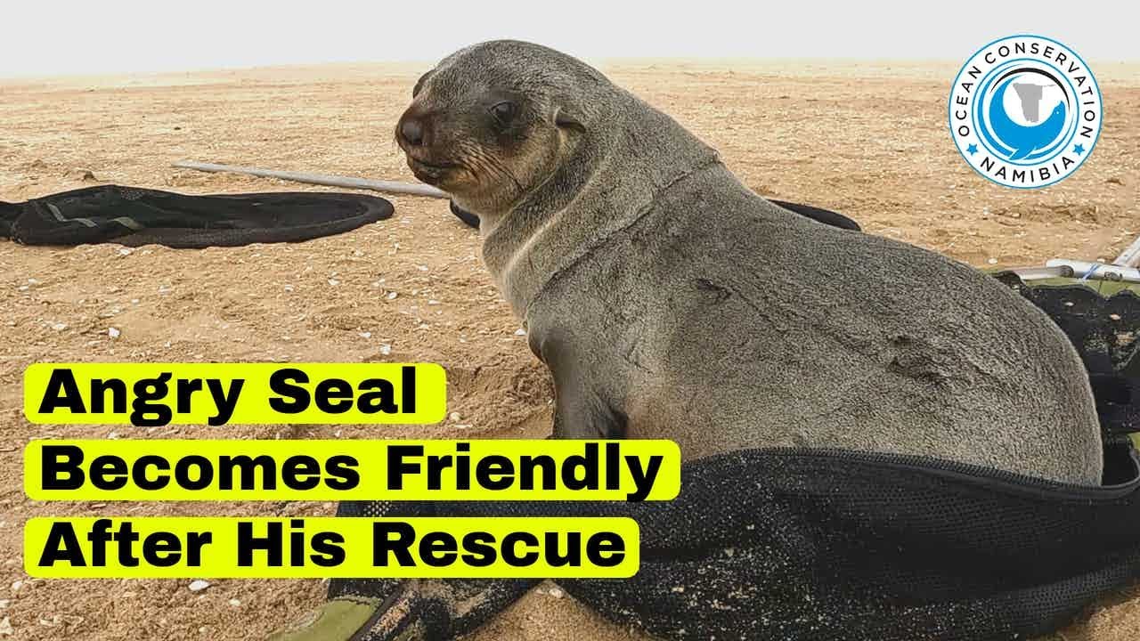 Seal Becomes Friendly After His Rescue - YouTube