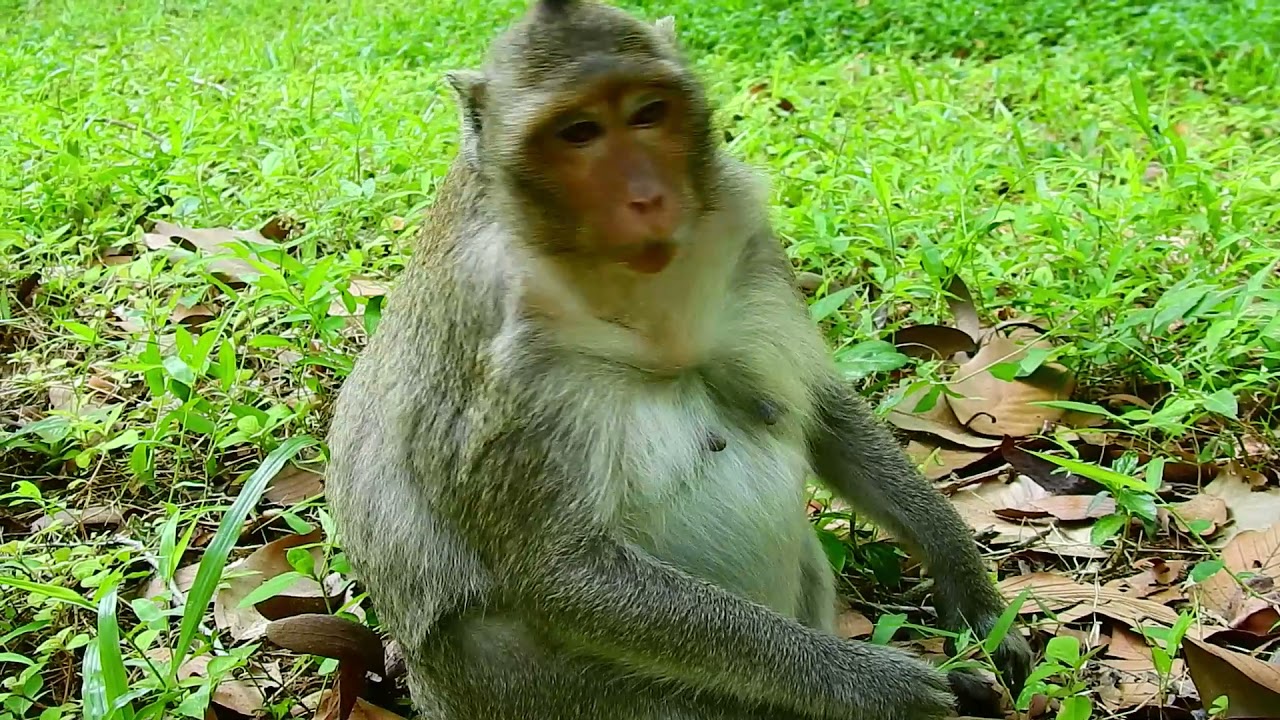 Pregnancy Jessie monkey so late for give birth, so cute now, Find Food ...