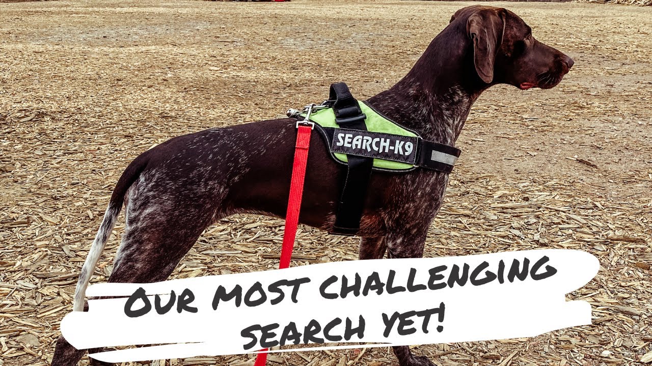 Search and Rescue Dogs | Misia’s Most Challenging Training Session Yet ...