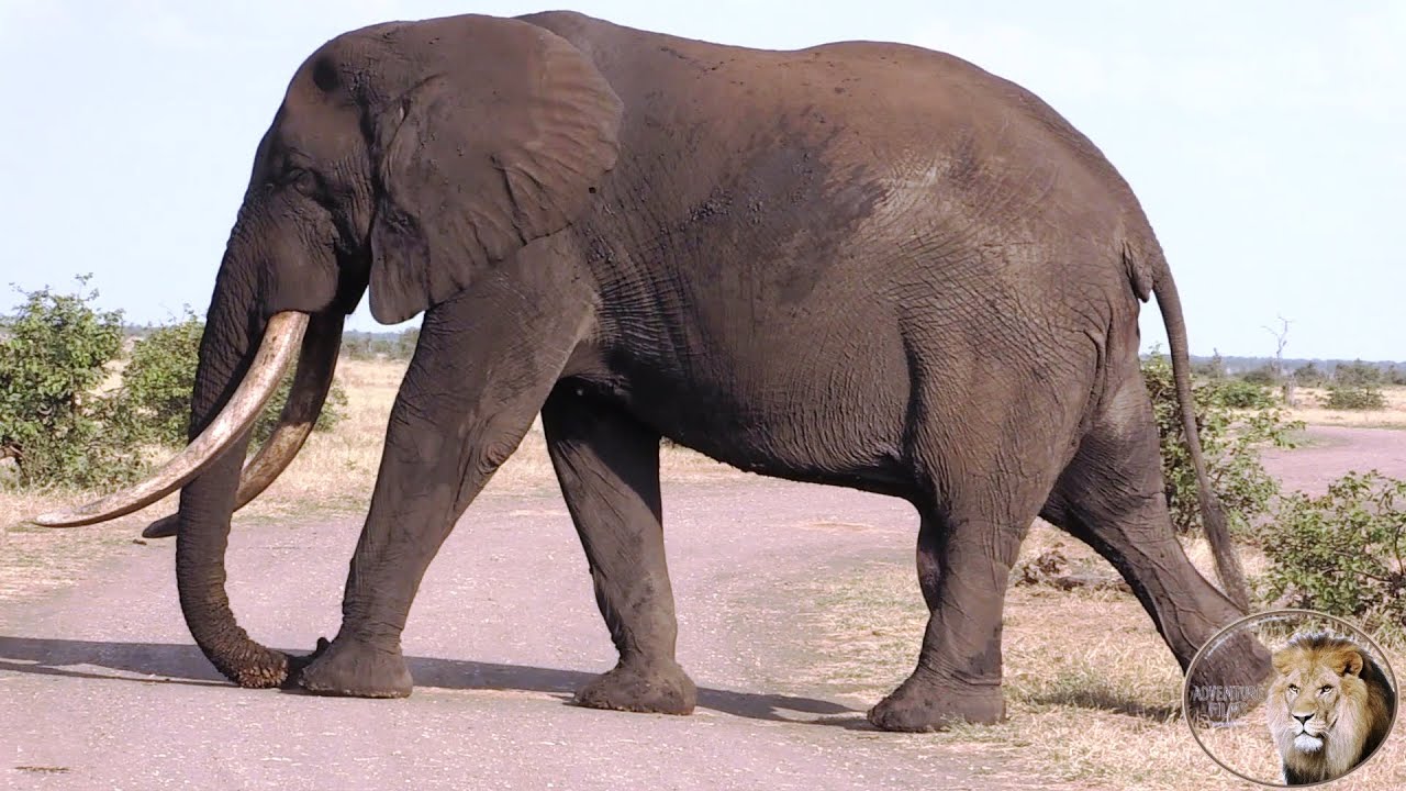 Beautiful Elephant Tusker At Thihongonyeni Waterhole, Kruger National ...