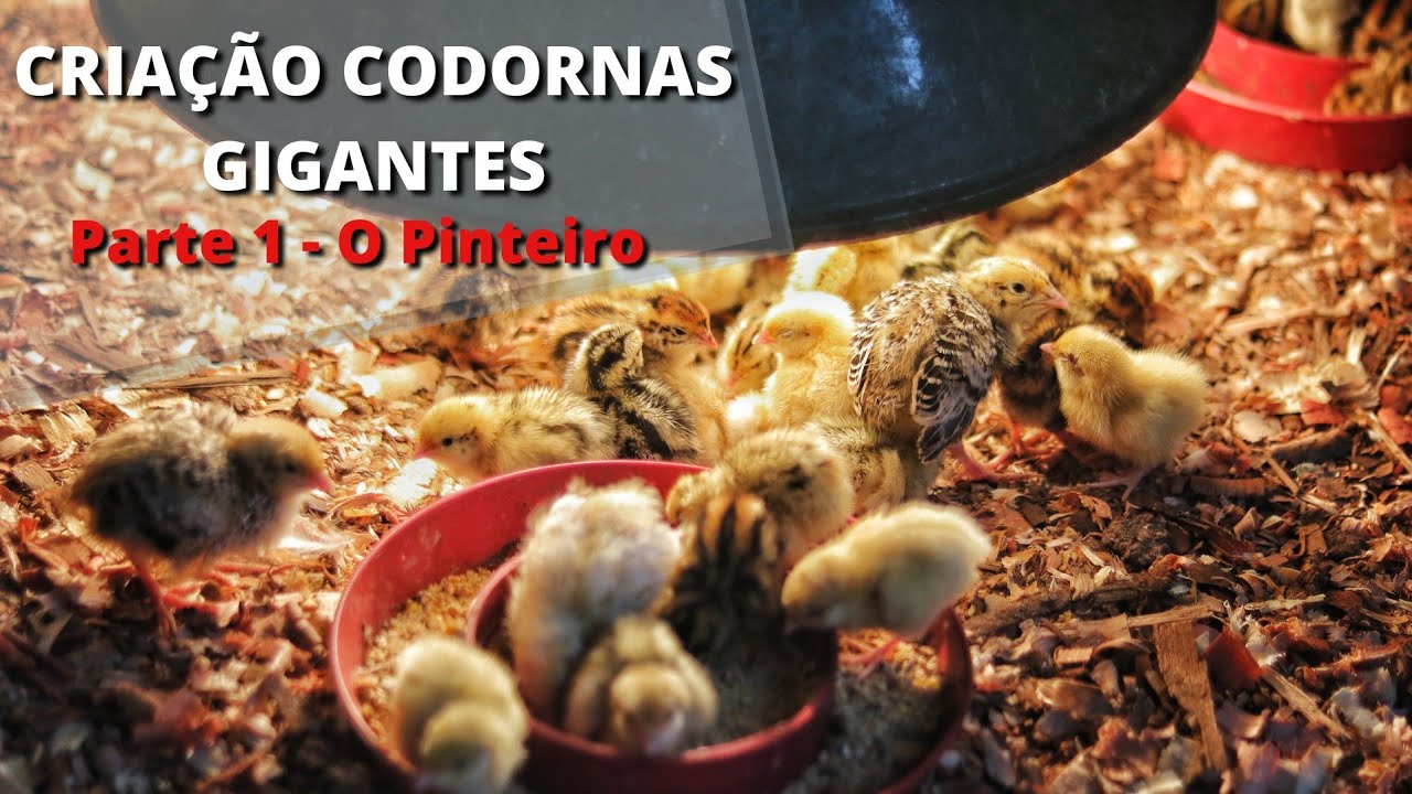 CRIAÇÃO de CODORNA GIGANTE - O PINTEIRO - CURSO GRÁTIS # 01 - YouTube