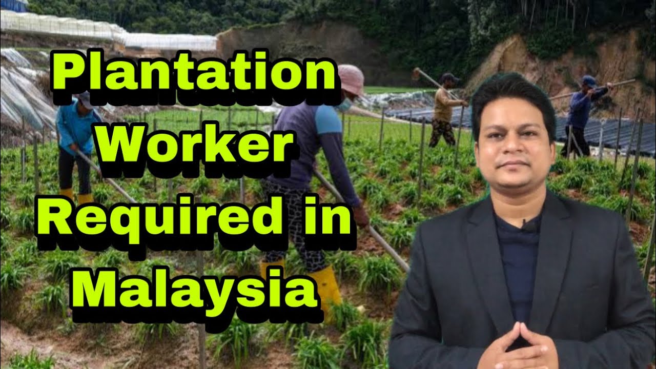 Plantation Worker Required in Malaysia - YouTube