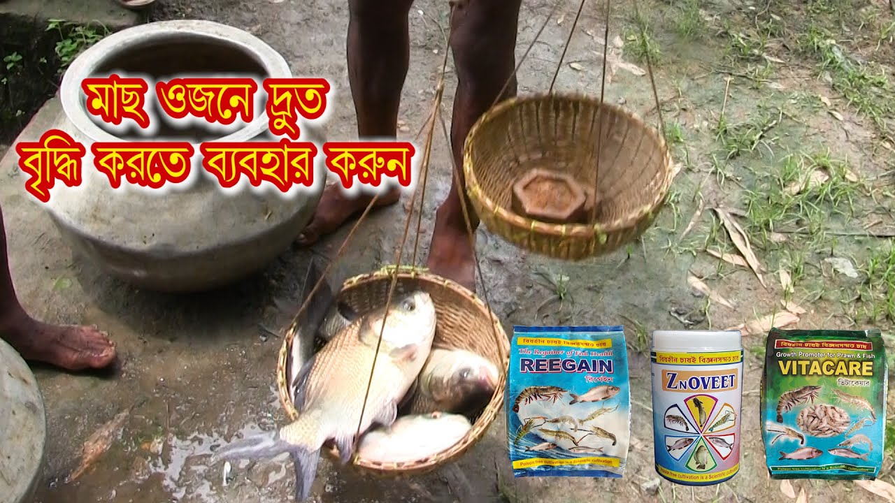 মাছের ওজন বাড়ান #Mach Chas - YouTube