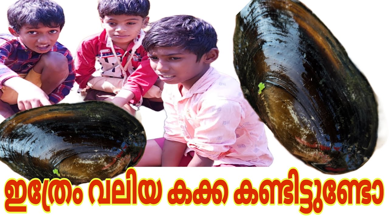 THICK SHELLED RIVER MUSSEL IN GAYATRI RIVER || ഗായത്രിപ്പുഴയിലെ മുട്ട ...