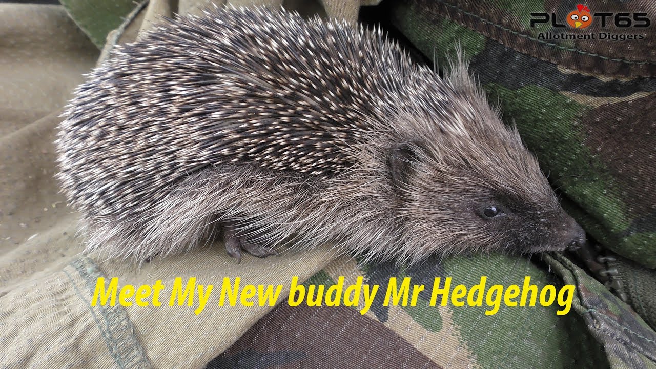 Meet My New buddy Mr Hedgehog - YouTube