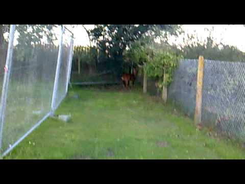 Retarded Deer - YouTube