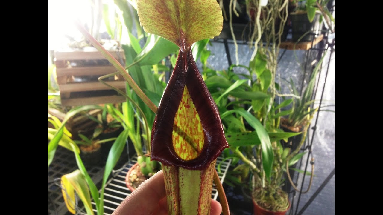 Tropical carnivorous Nepenthes "Miranda" pitcher plant in greenhouse ...